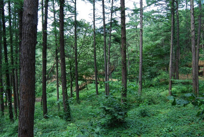 Recharge your batteries in a forest : Korea.net : The official website ...