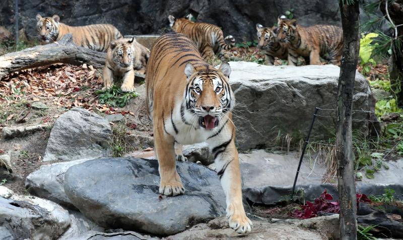 [Korea in photos] 5 Korean tiger cubs unveiled to public : Korea.net ...