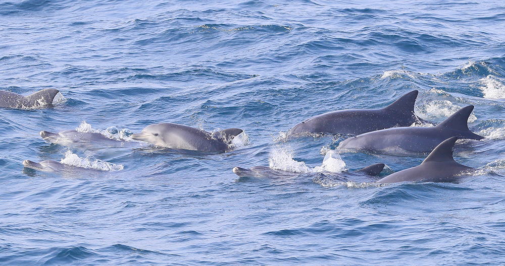 Pod Of Bottlenose Dolphins Pod Of Bottlenose Dolphins