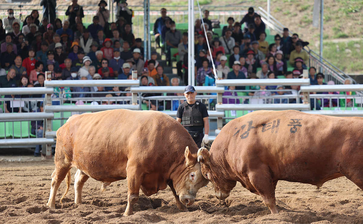 National Folk Bullfighting Competition : Korea.net : The official ...
