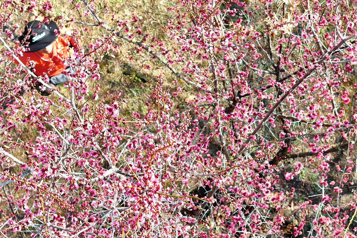 Red apricot tree announces spring's impending arrival : Korea.net : The ...